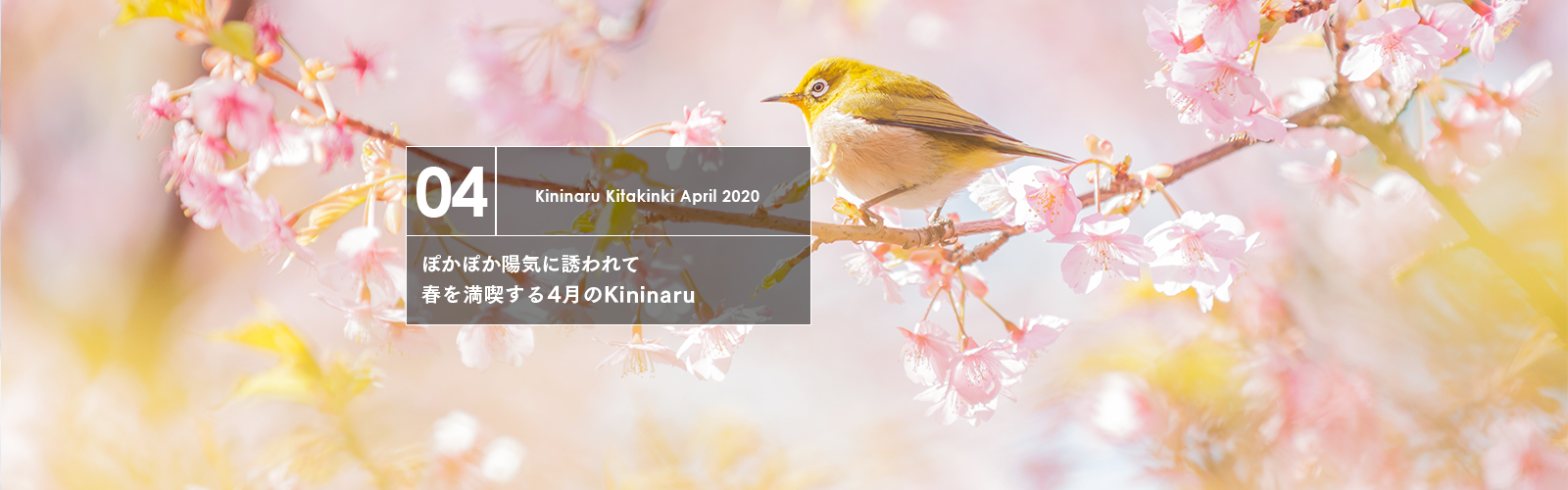 北近畿情報メディアサイト「kininaru（キニナル）」